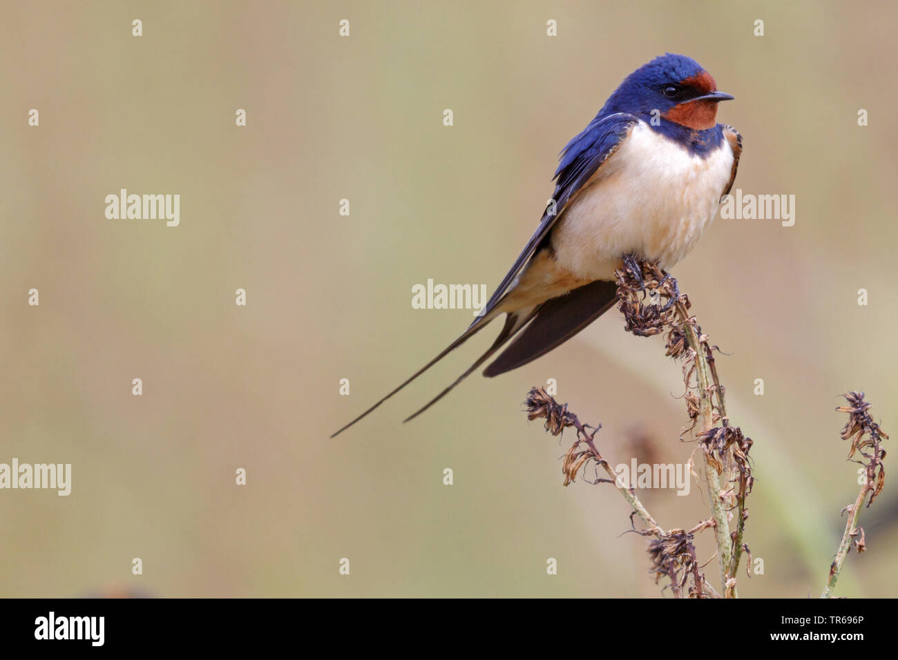 barn swallow (Hirundo rustica), sitting on a plant, Greece, Lesbos ...