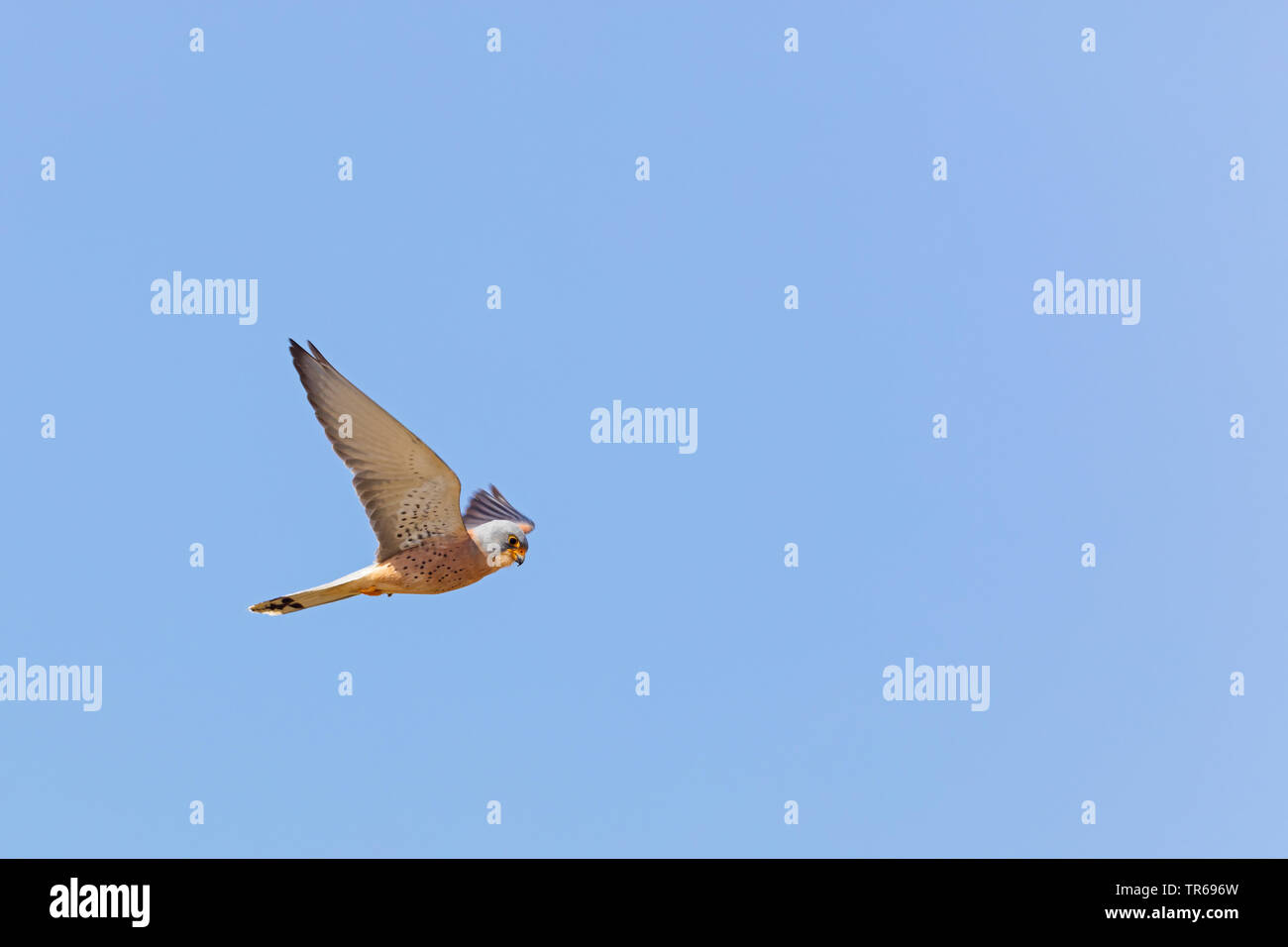 lesser kestrel (Falco naumanni), in flight, side view, Israel Stock ...