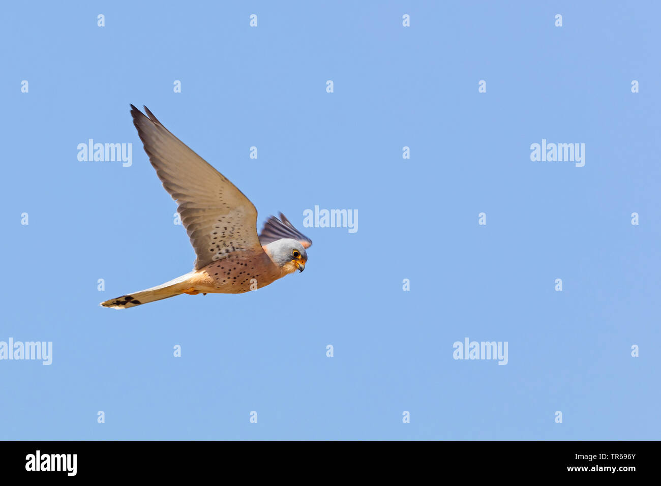 Kestrel in flight hi-res stock photography and images - Alamy