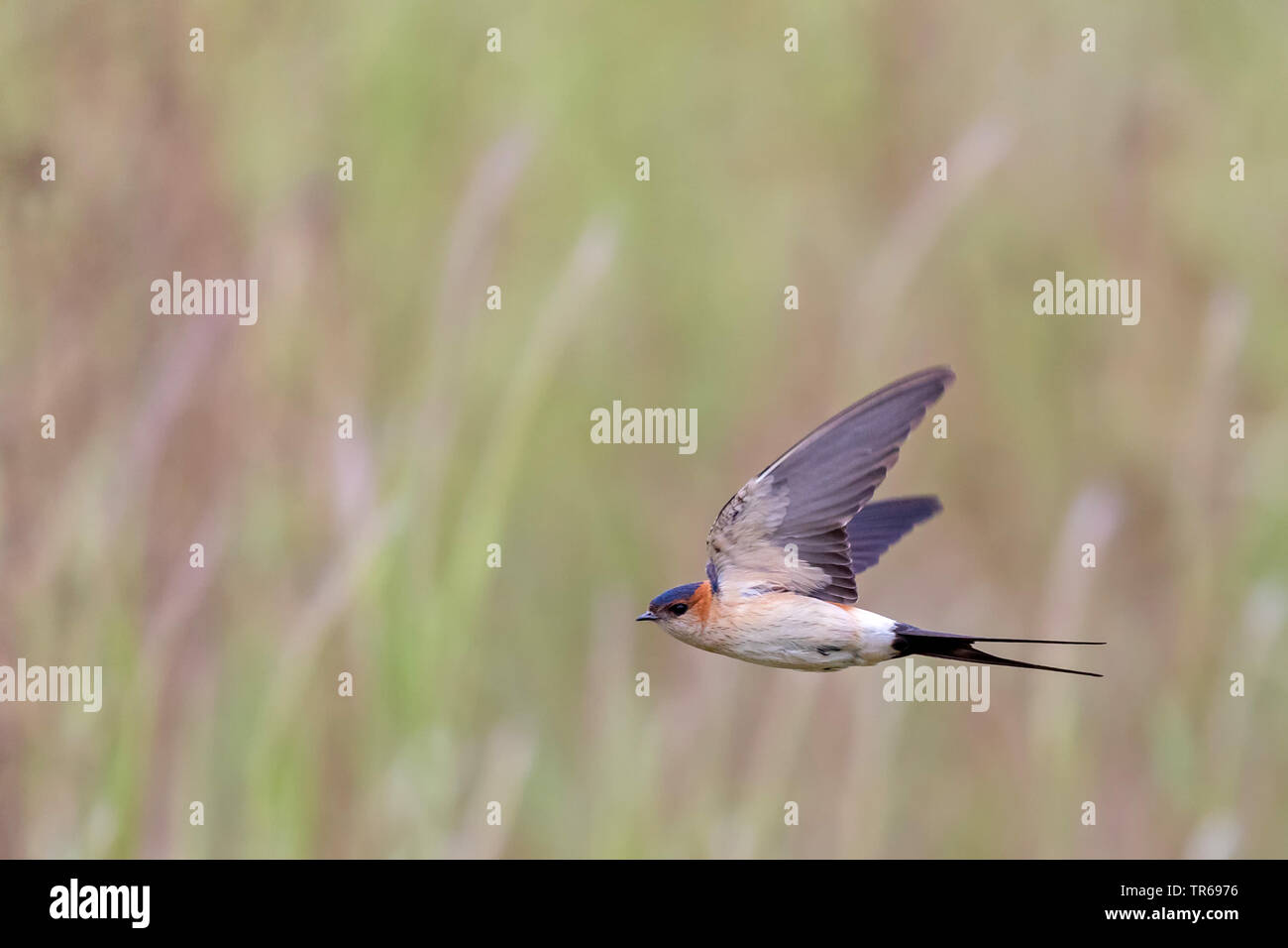 red-rumped swallow (Hirundo daurica), flying, Greece, Lesbos Stock ...
