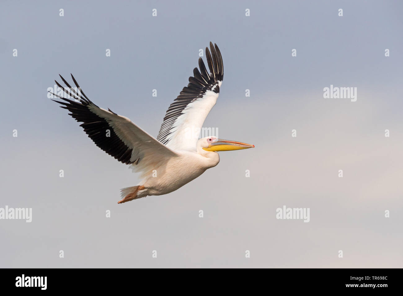 eastern white pelican (Pelecanus onocrotalus), flying, Israel Stock ...