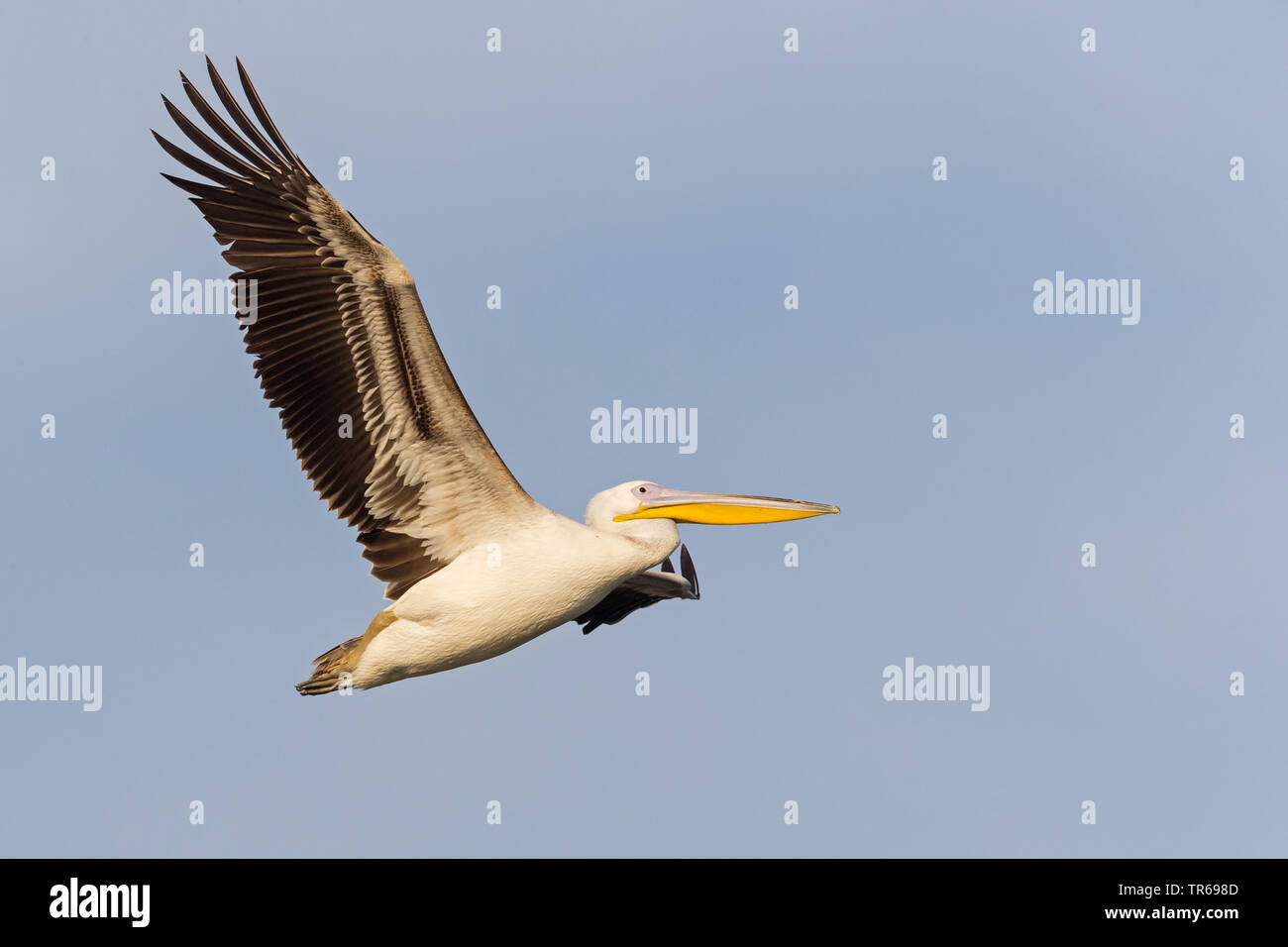 eastern white pelican (Pelecanus onocrotalus), flying, Israel Stock ...
