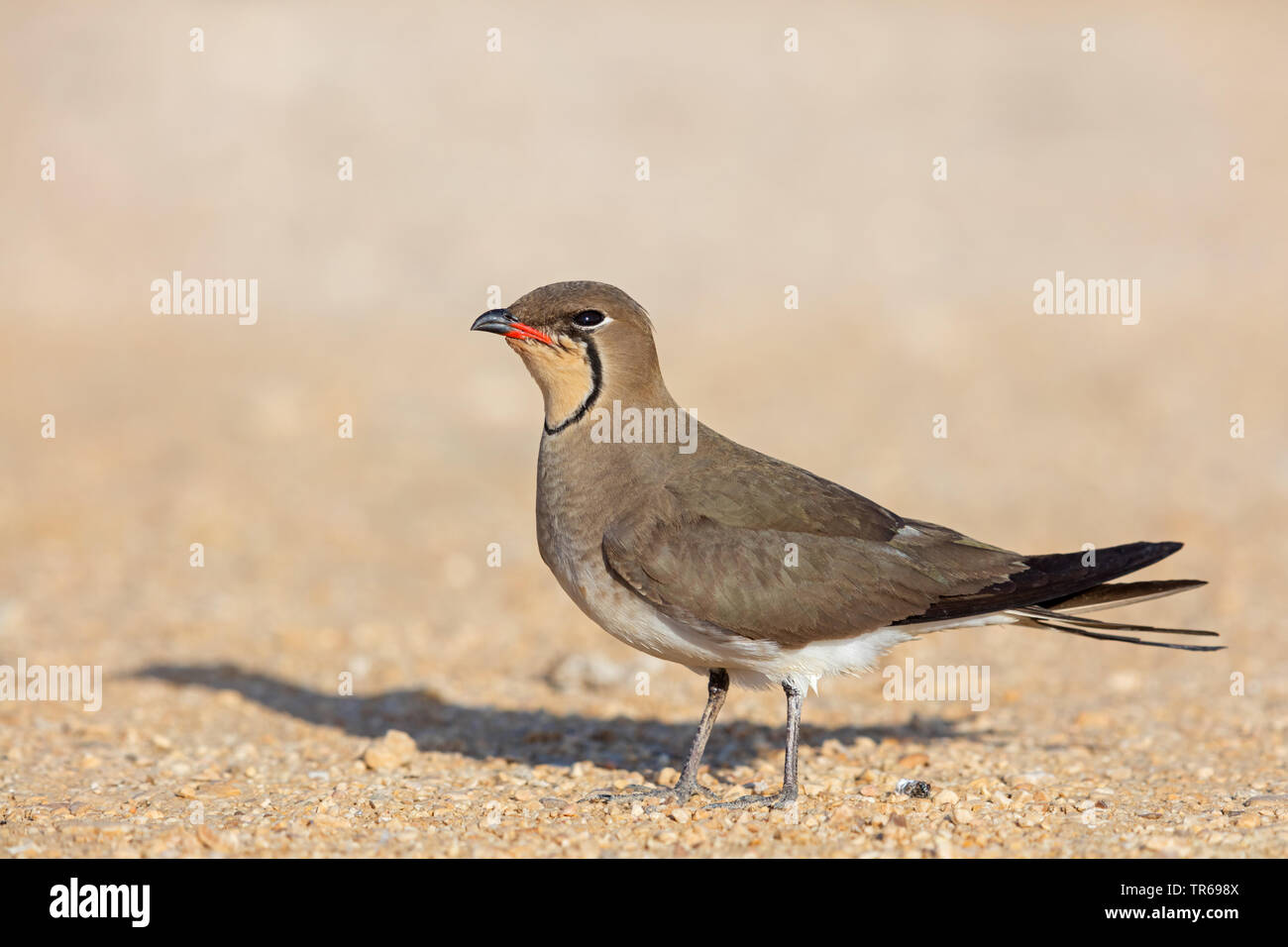 Eastern pratincole hi-res stock photography and images - Alamy