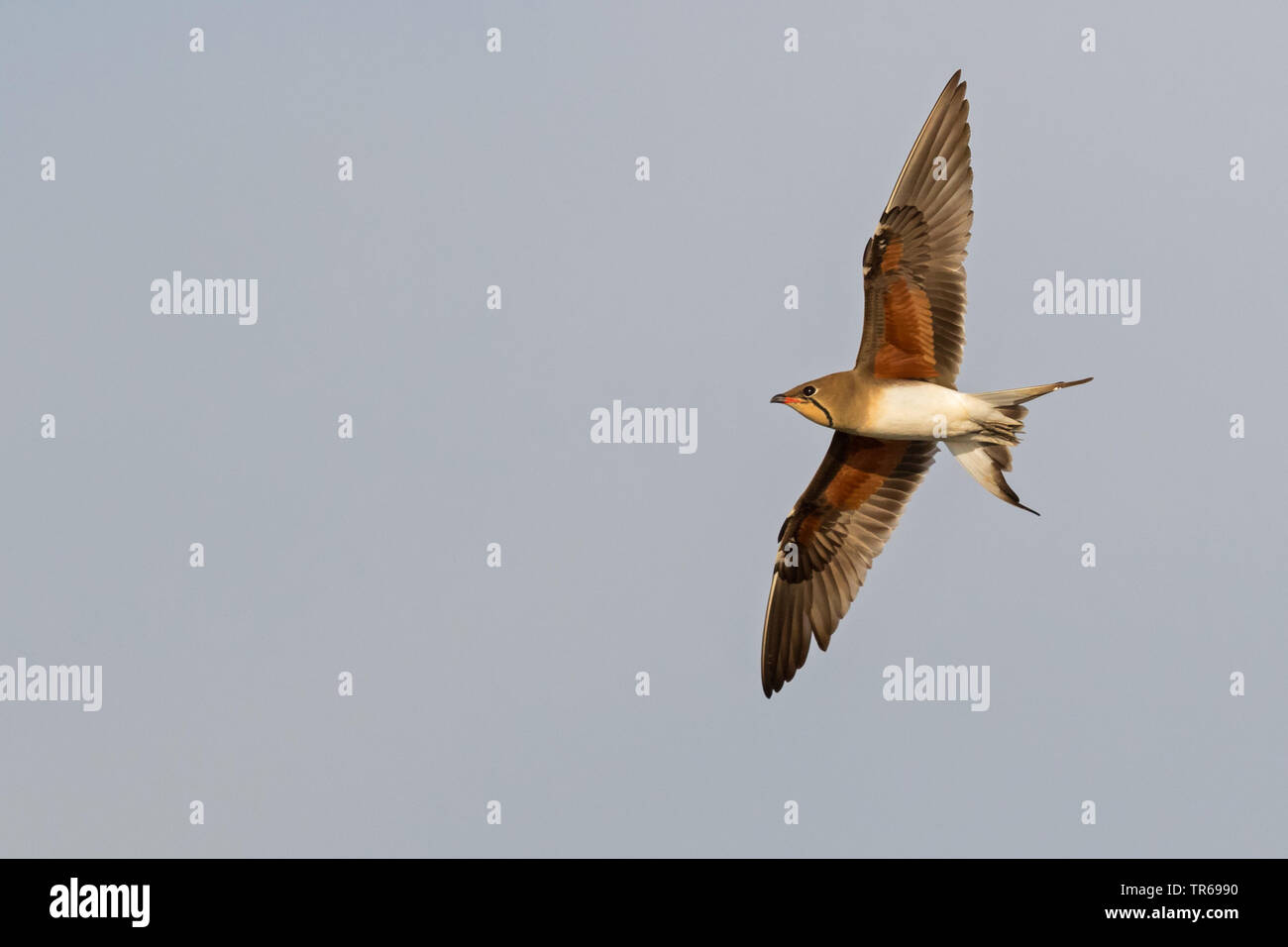 Eastern pratincole hi-res stock photography and images - Alamy