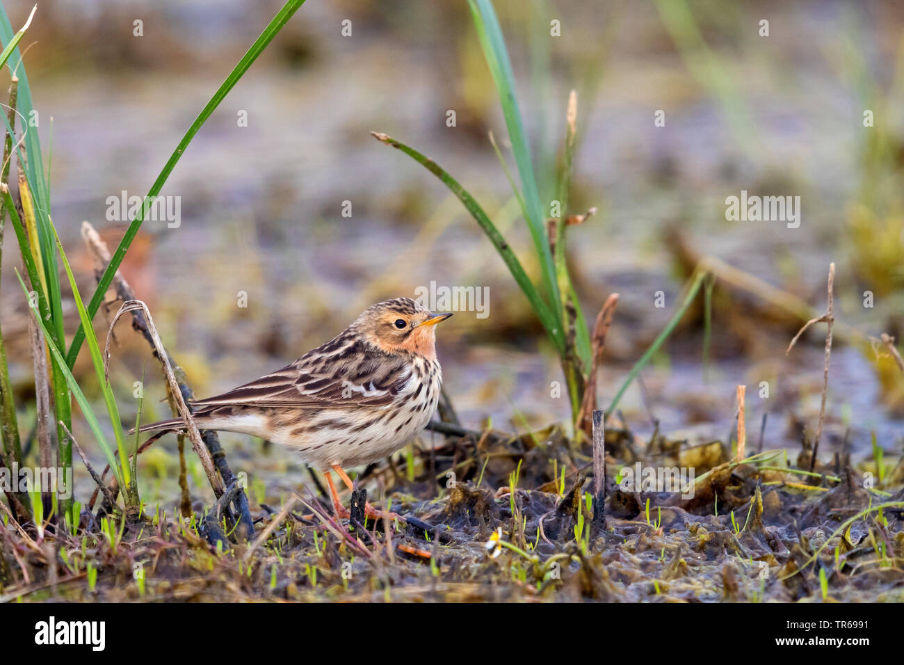 Red-throated pitpit (Anthus cervinus), on the ground, Greece, Lesbos ...