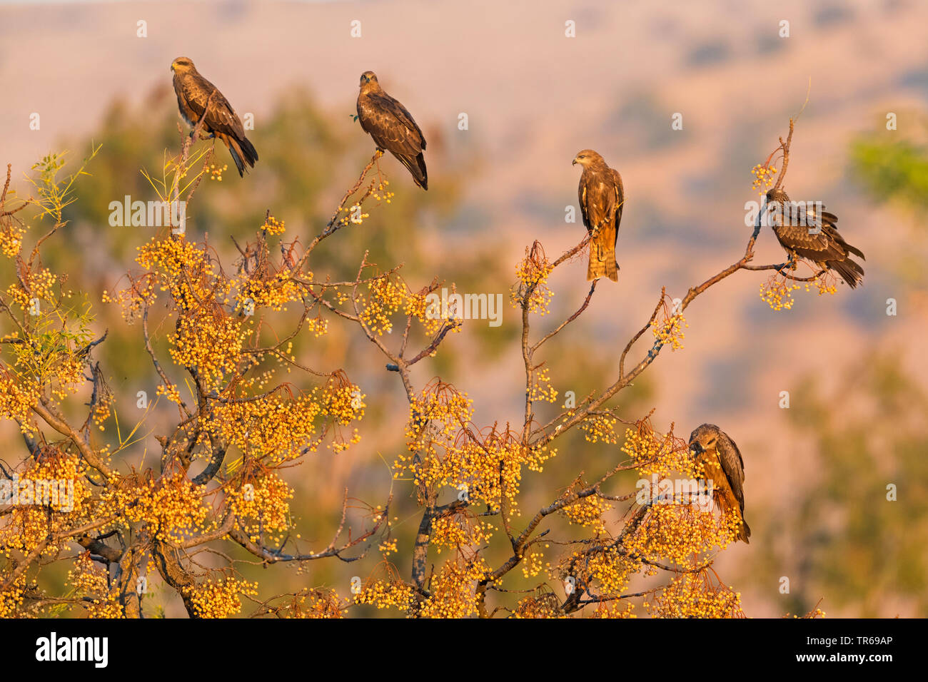 Black kite, Yellow-billed kite (Milvus migrans), troop sitting in a tree, Israel Stock Photo - Alamy