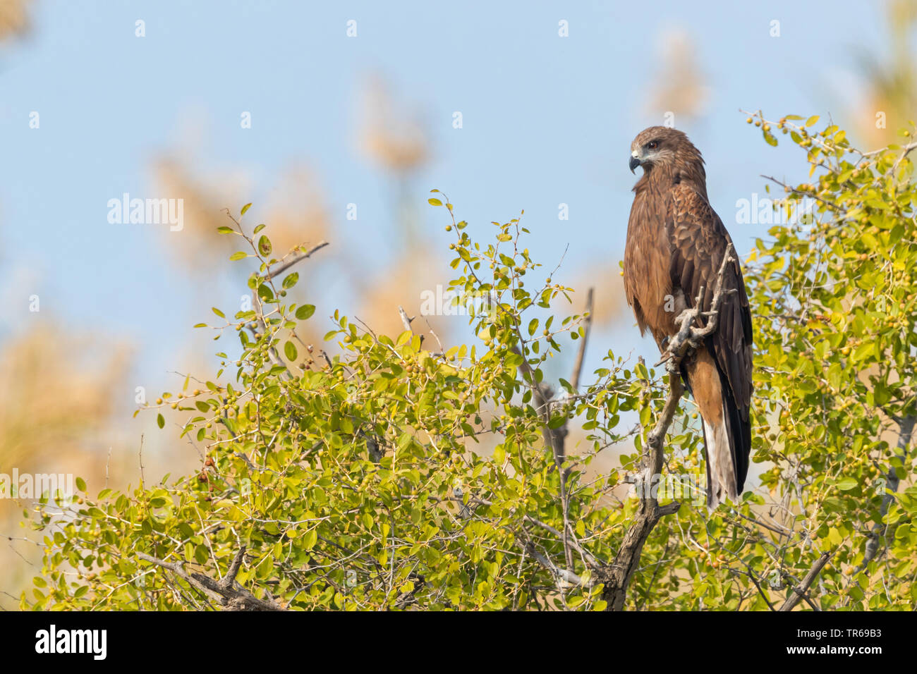 Kite in tree hi-res stock photography and images - Alamy
