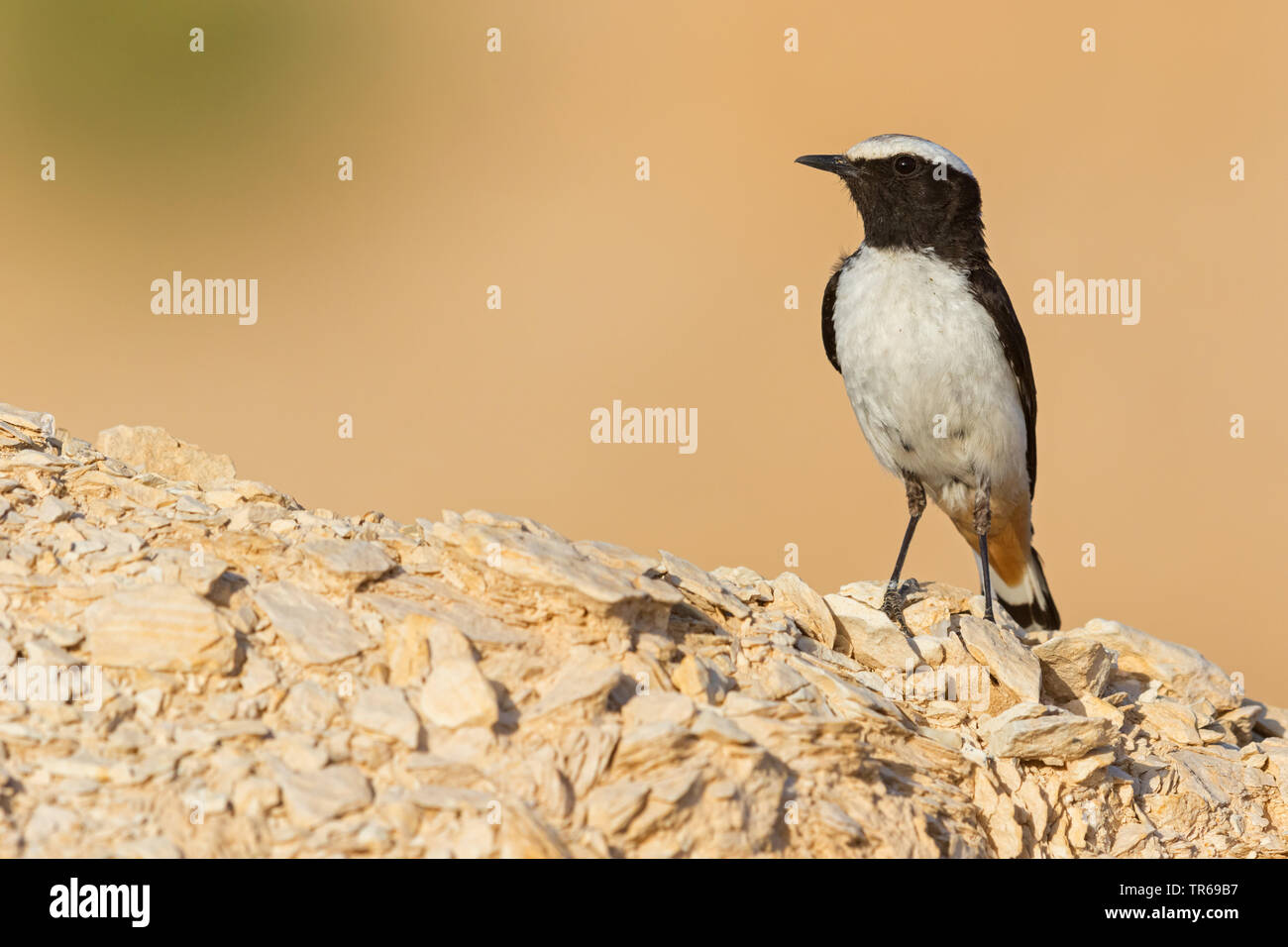 mourning wheatear (Oenanthe lugens), sitting on stony ground, Israel ...