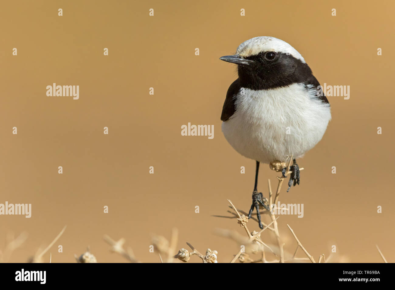 Oenanthe lugens hi-res stock photography and images - Alamy