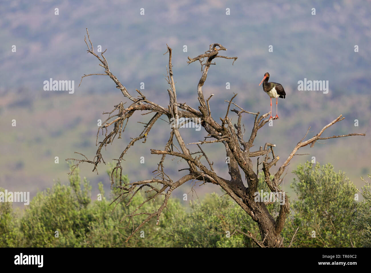Dead tree island hi-res stock photography and images - Alamy