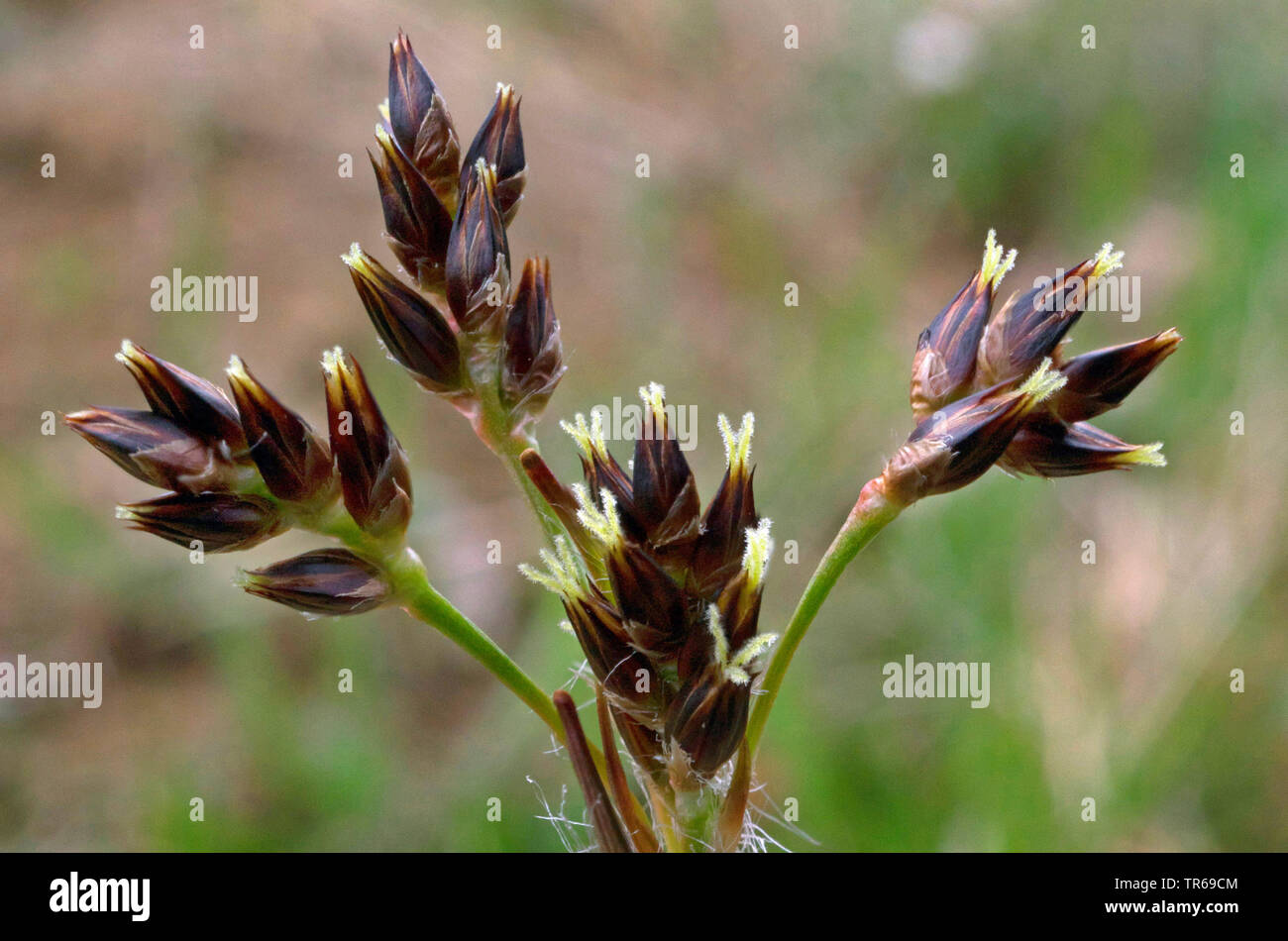 field wood-rush, sweeps brush (Luzula campestris), inflorescence ...