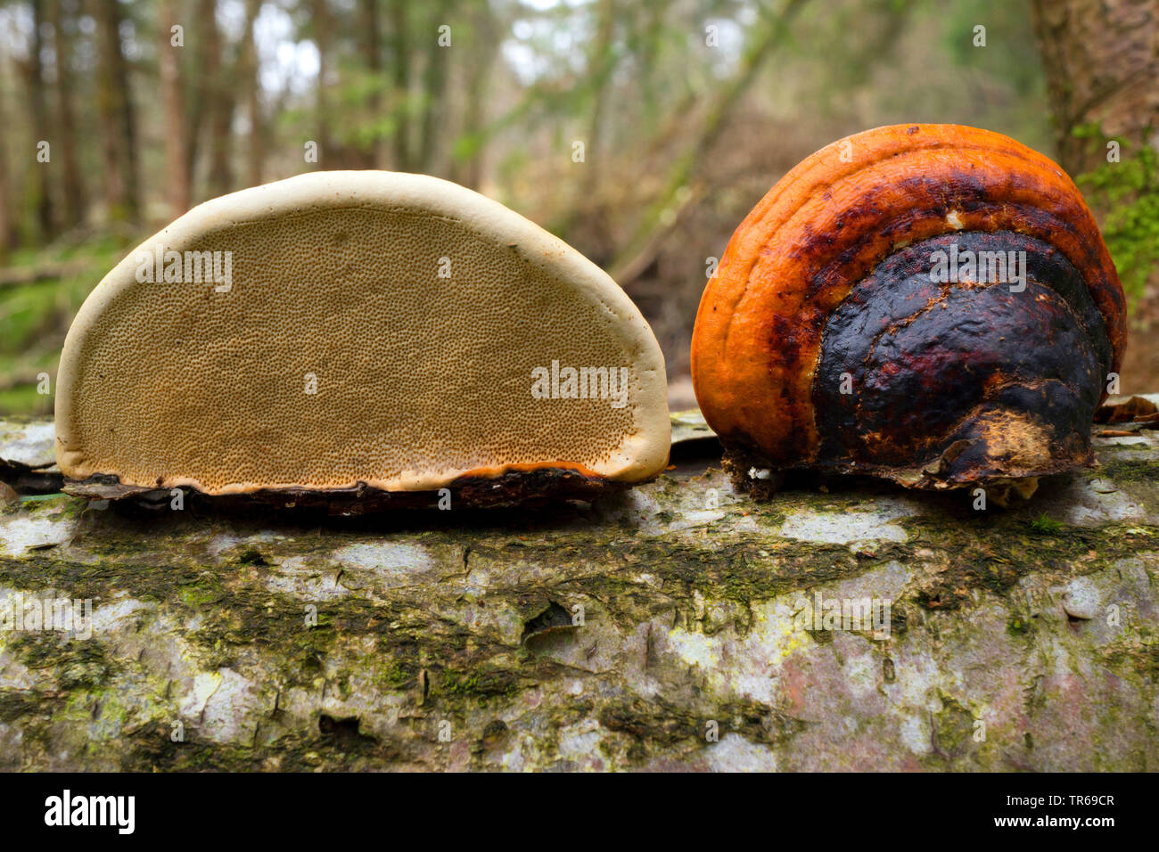Red belted polypore fomitopsis pinicola hi-res stock photography and ...