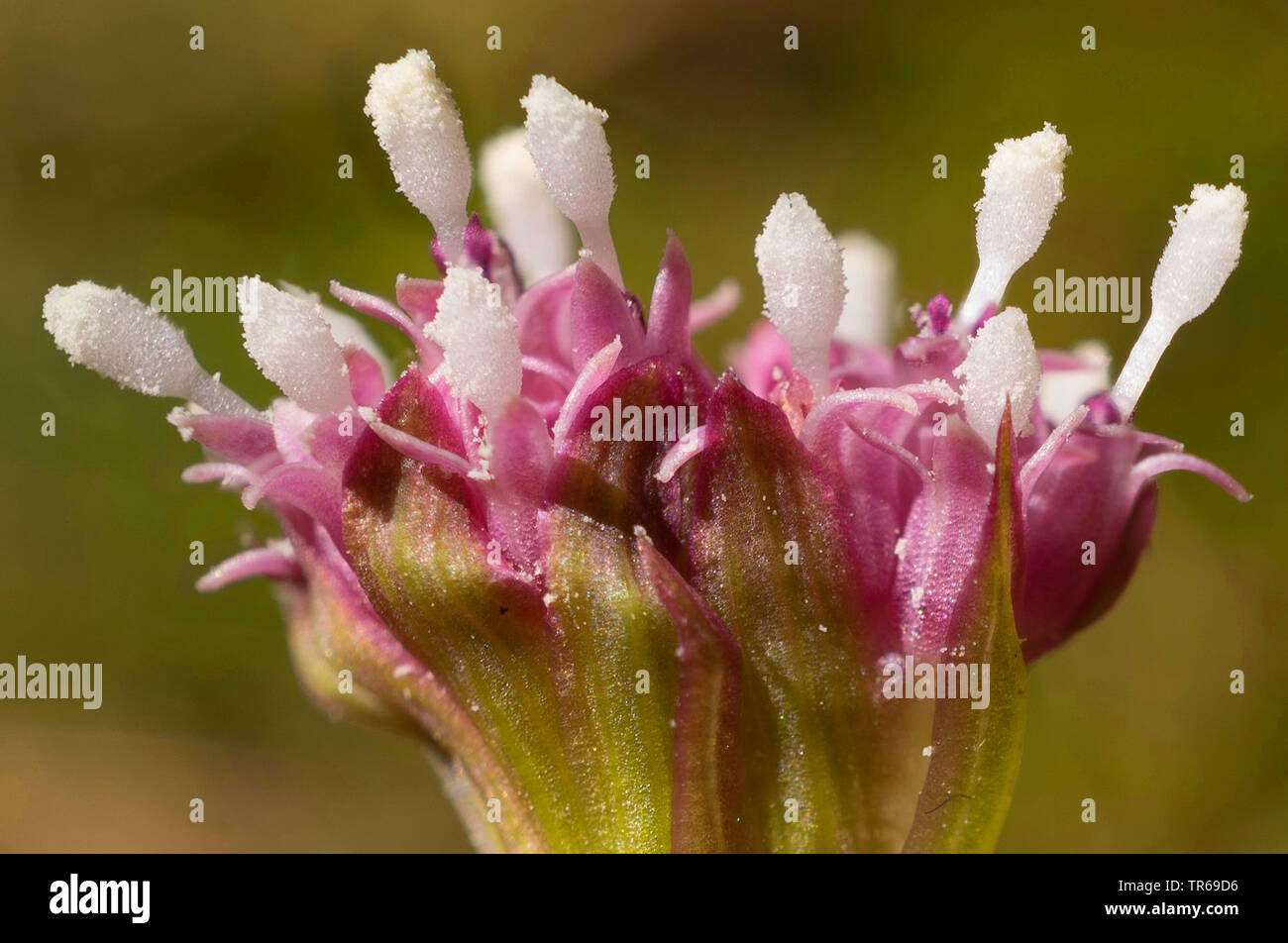 Bavaria flowers hi-res stock photography and images - Alamy