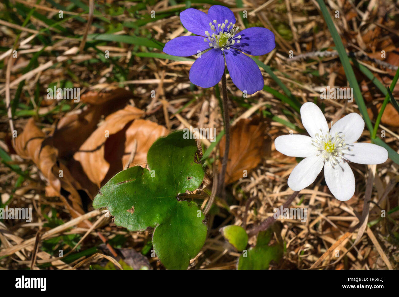 Hepatica liverleaf, American liverwort (Hepatica nobilis, Anemone ...