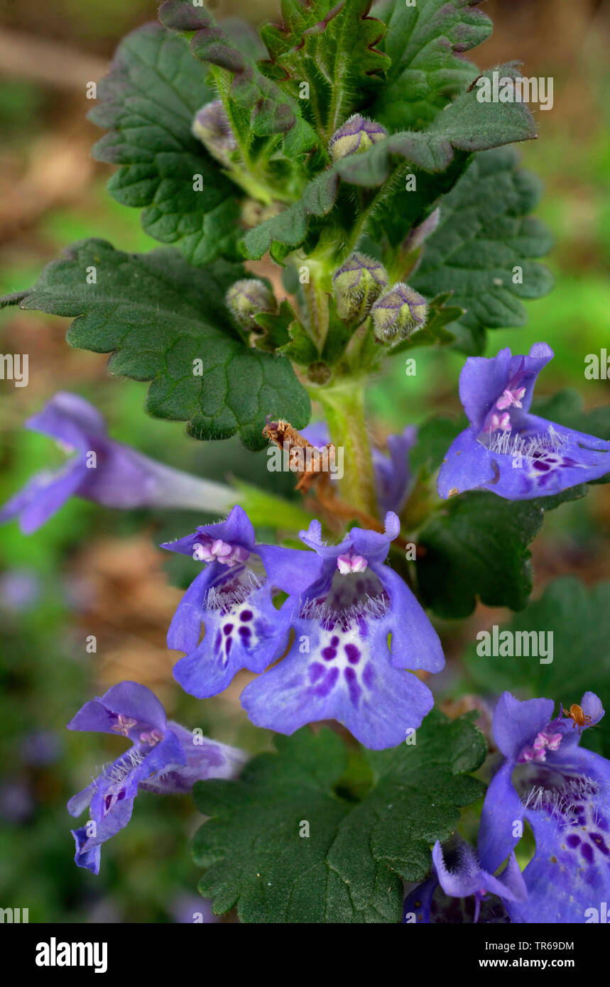 gill-over-the-ground, ground ivy (Glechoma hederacea), blooming ...