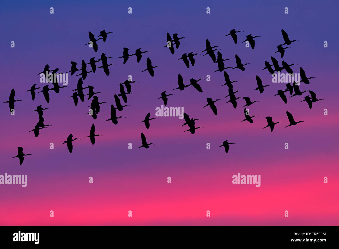 glossy ibis (Plegadis falcinellus), flock at sunset, Greece, Lesbos ...