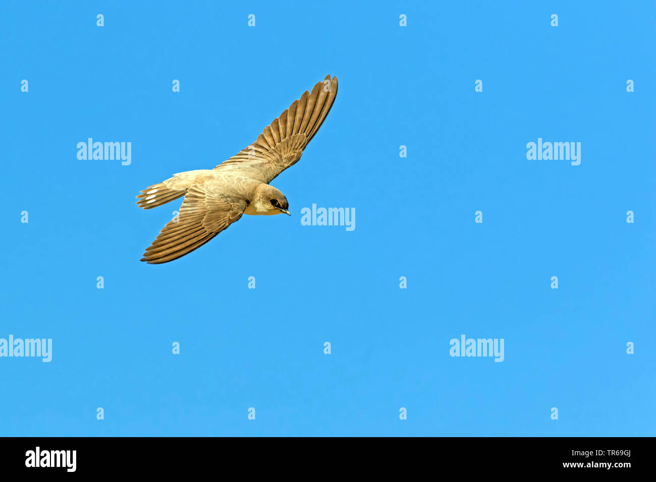 African rock martin (Hirundo fuligula, Ptyonoprogne fuligula), flying ...