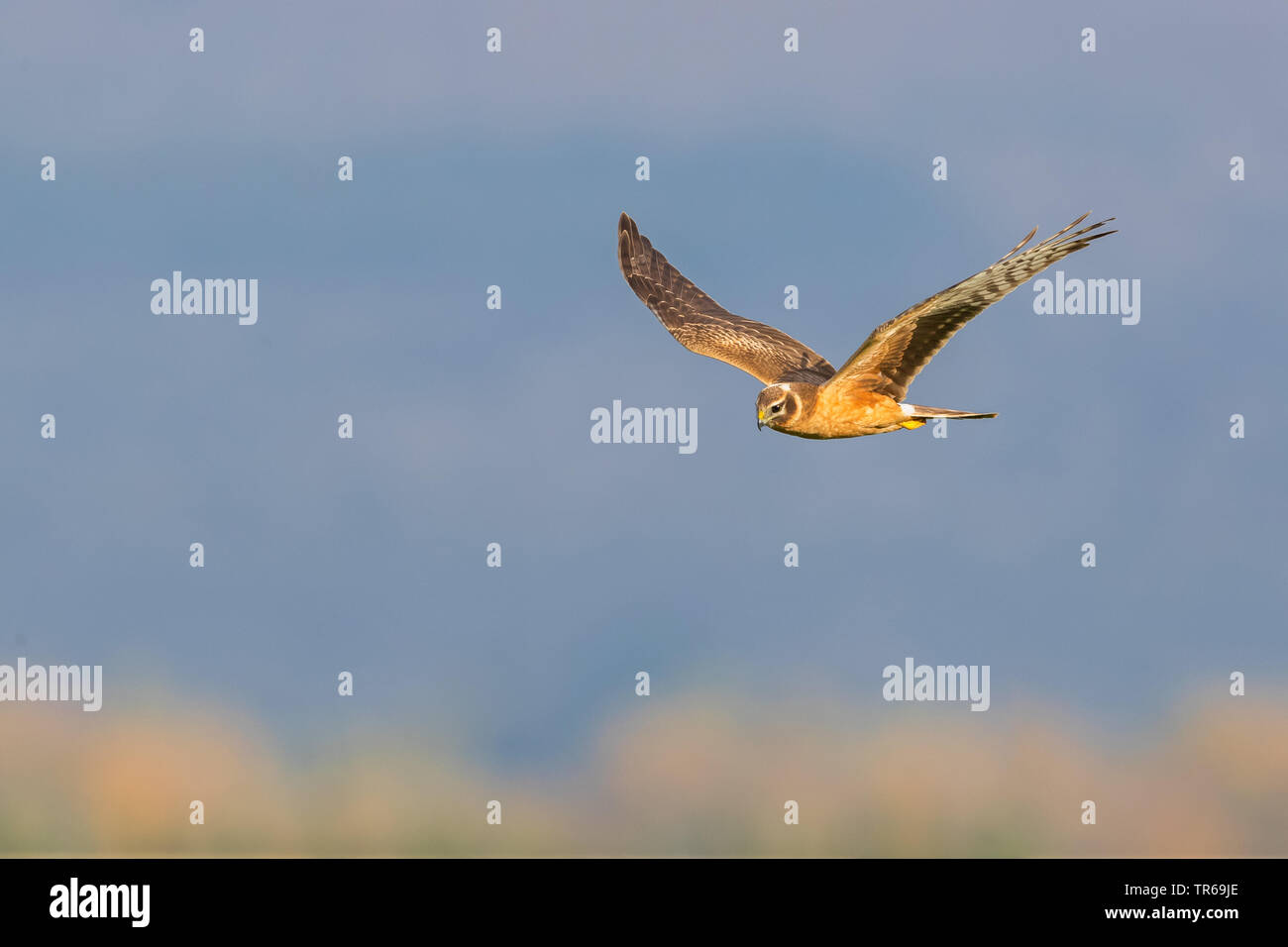 Pallid harrier hi-res stock photography and images - Alamy