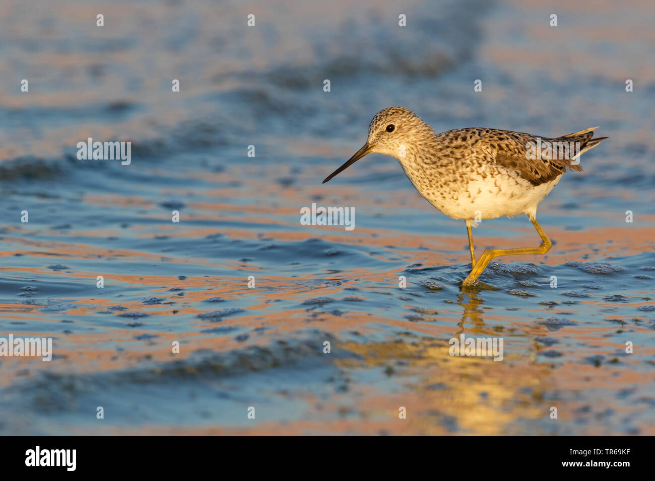 Shorebird sandpiper sandpipers hi-res stock photography and images - Alamy