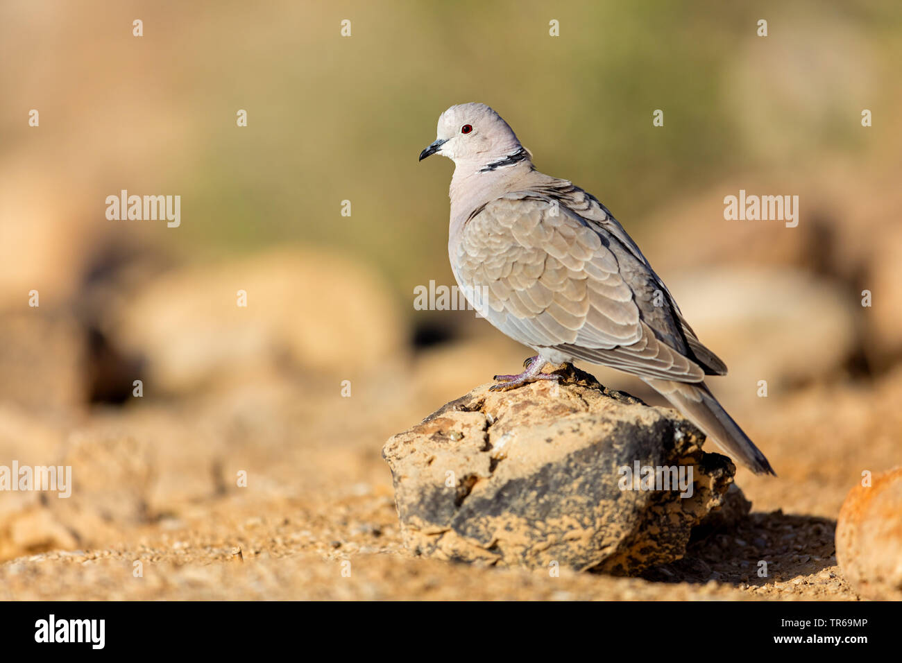 Dove sitting on a stone hi-res stock photography and images - Alamy