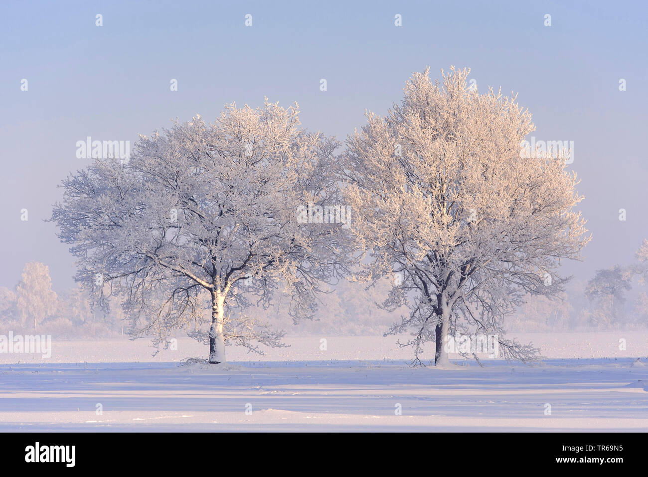 Tree trees oaks hi-res stock photography and images - Alamy