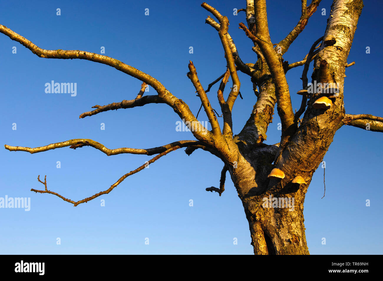 Dead birch tree hi-res stock photography and images - Alamy