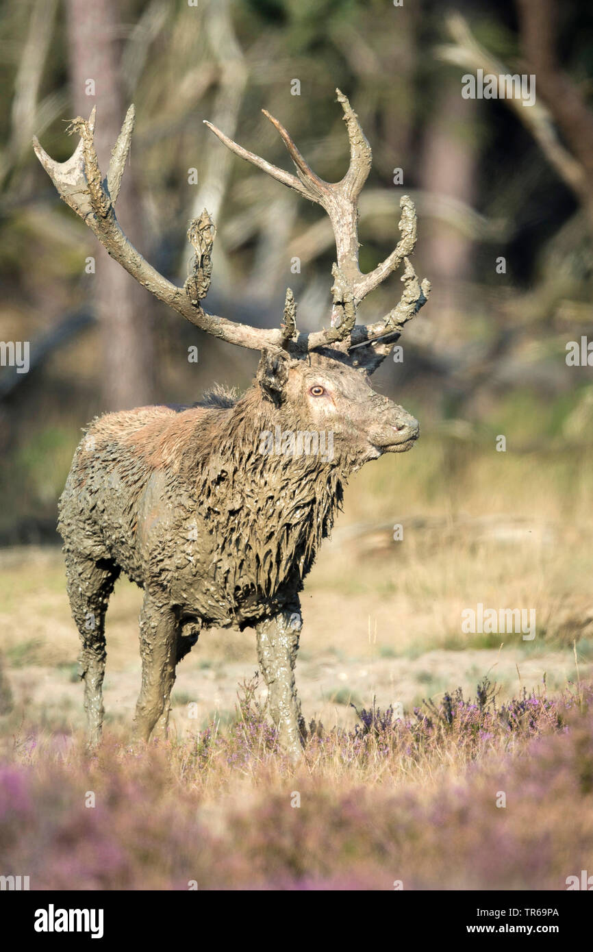 red deer (Cervus elaphus), muddy stag, Netherlands, Gelderland, Hoge ...