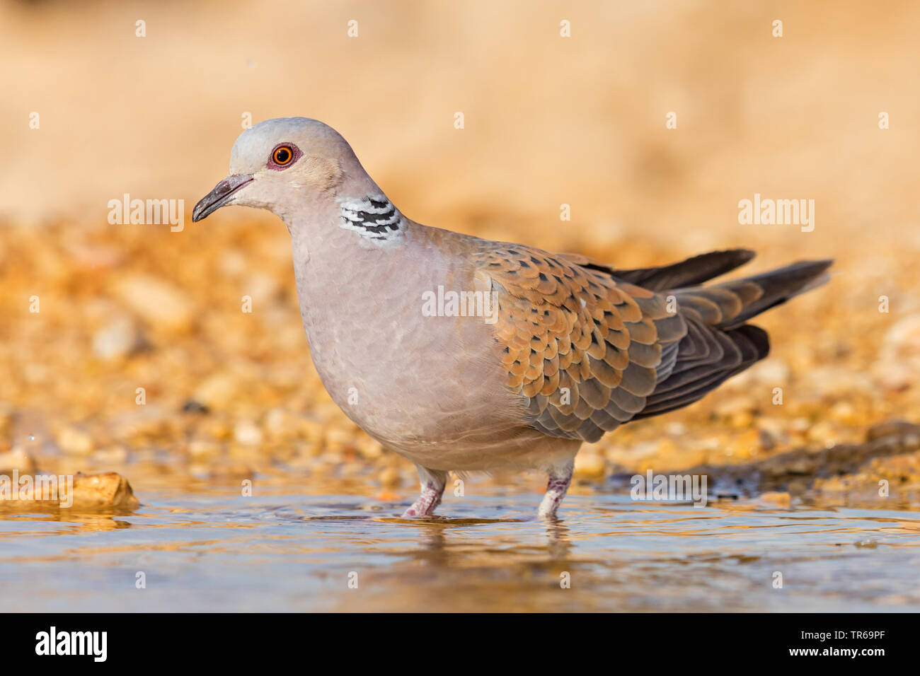 collared dove (Streptopelia decaocto), standing in water, Israel Stock ...