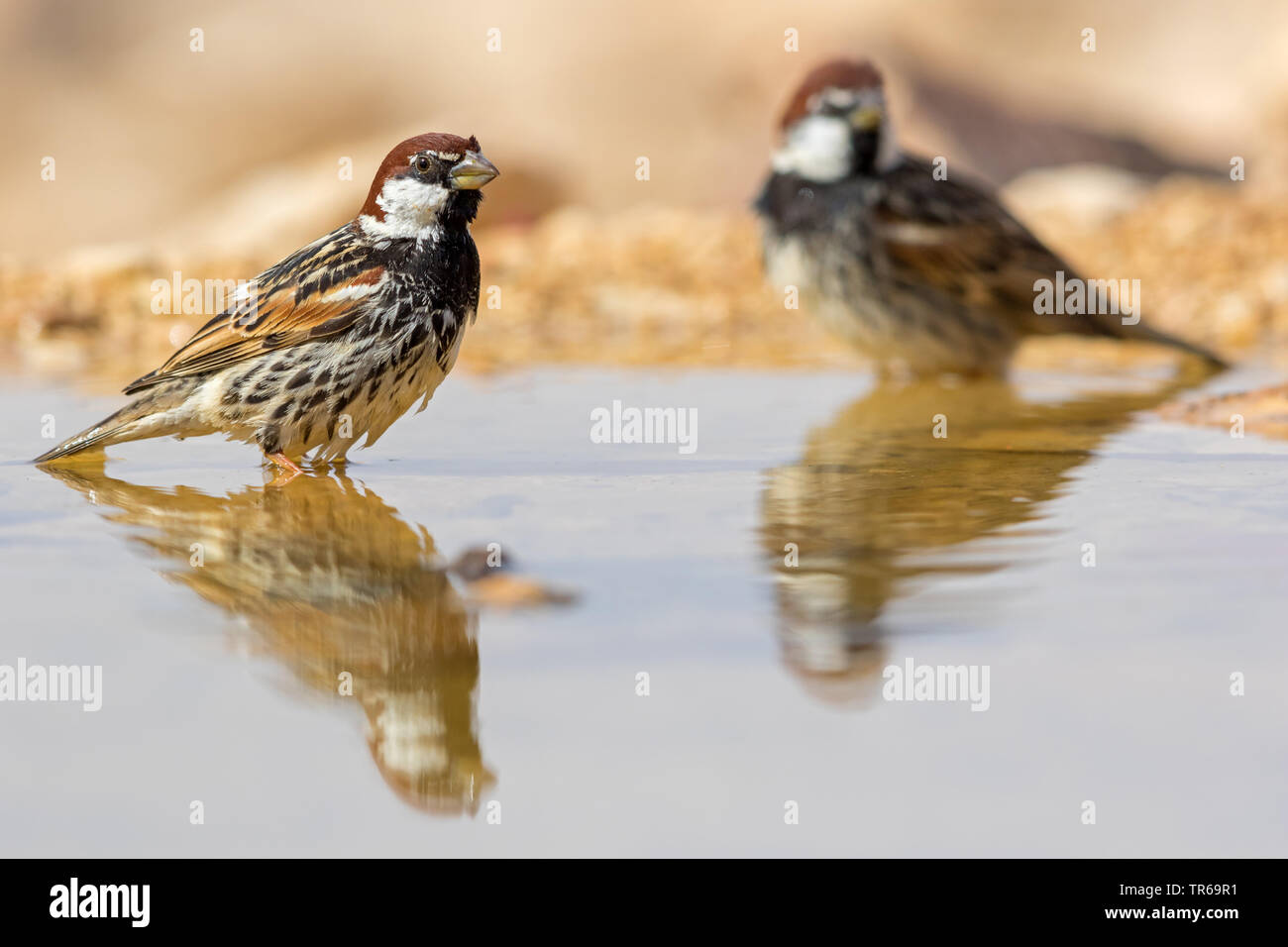 Two Sparrows Bathing High Resolution Stock Photography and Images - Alamy