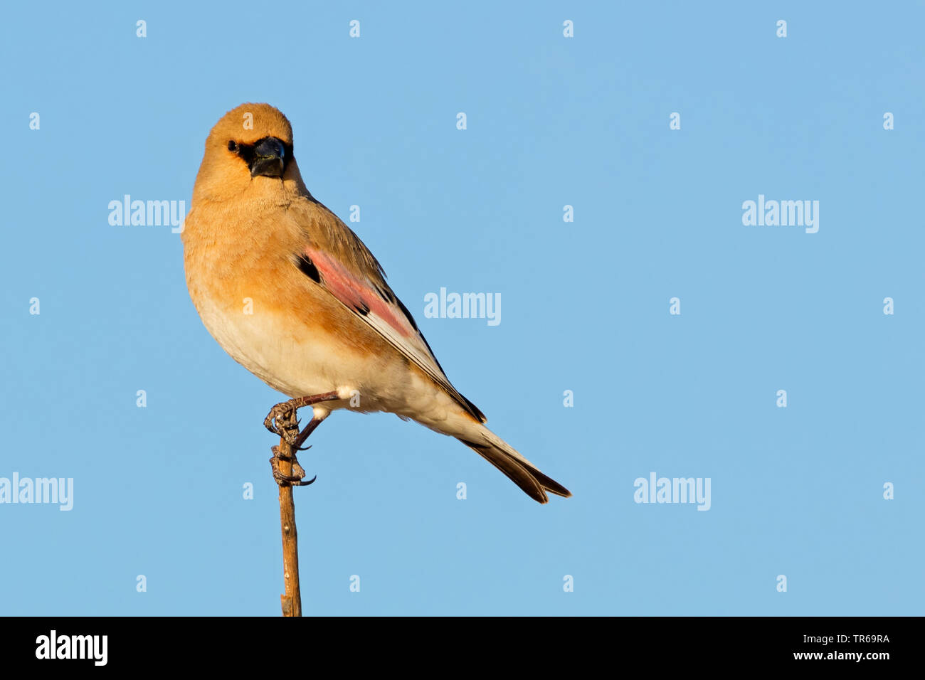 Lichtensteins desert finch hi-res stock photography and images - Alamy