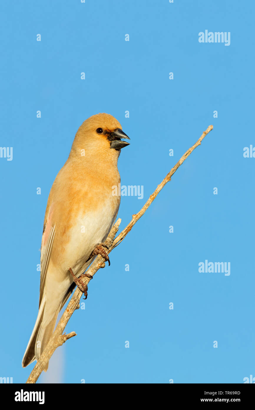 desert finch, lichtenstein's desert finch (Rhodospiza obsoleta ...