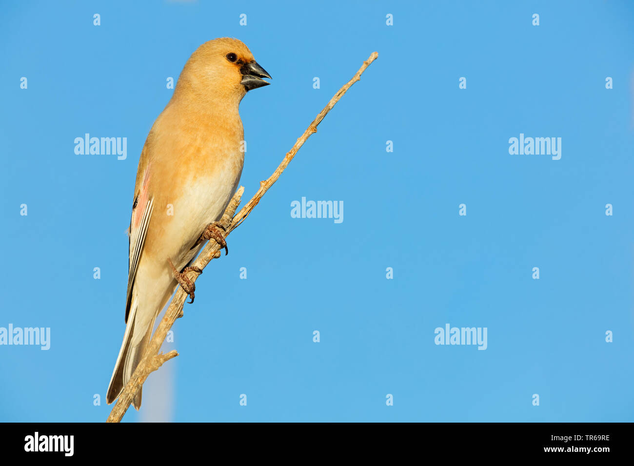 desert finch, lichtenstein's desert finch (Rhodospiza obsoleta ...