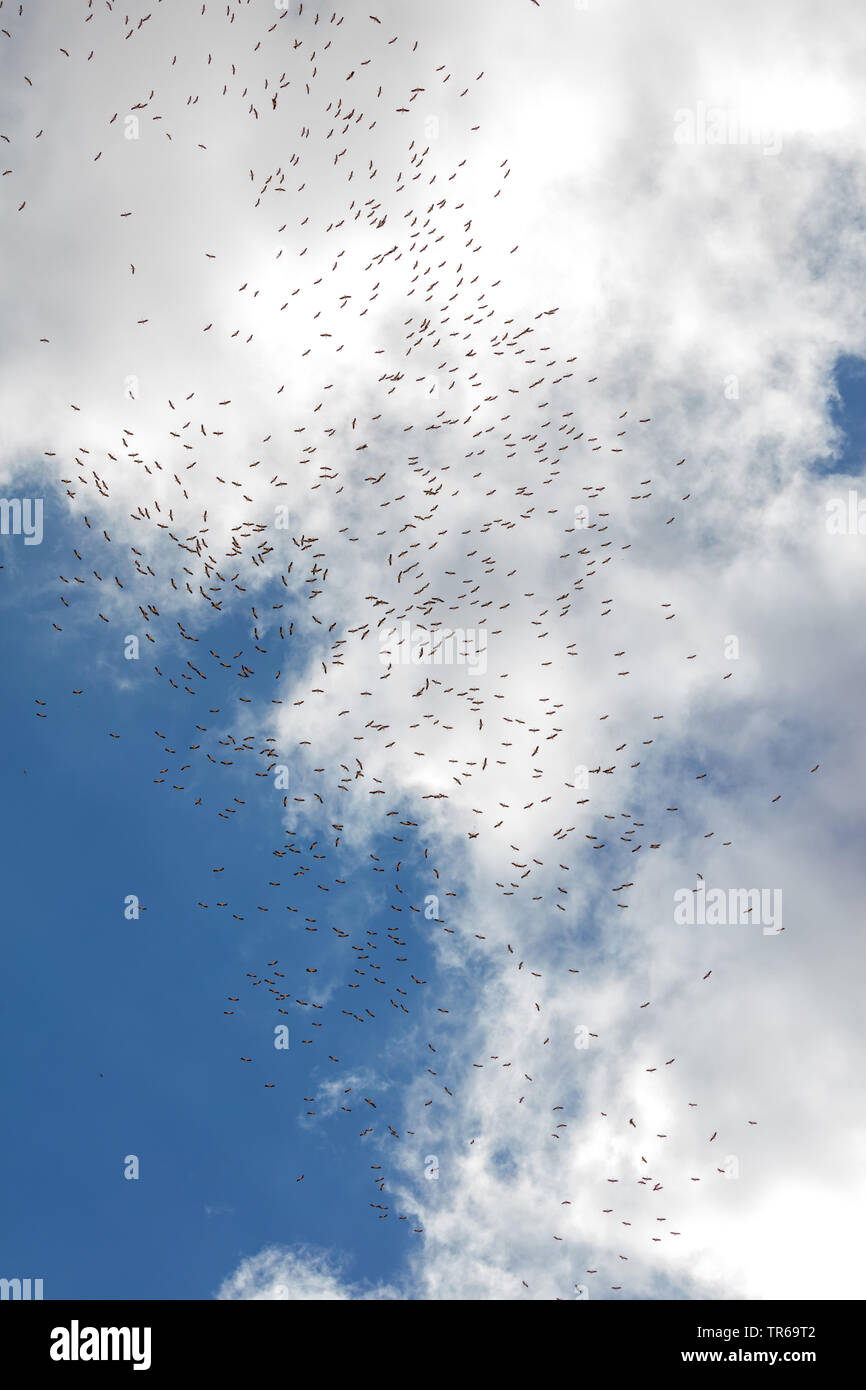 White stork in flight view from below hi-res stock photography and ...