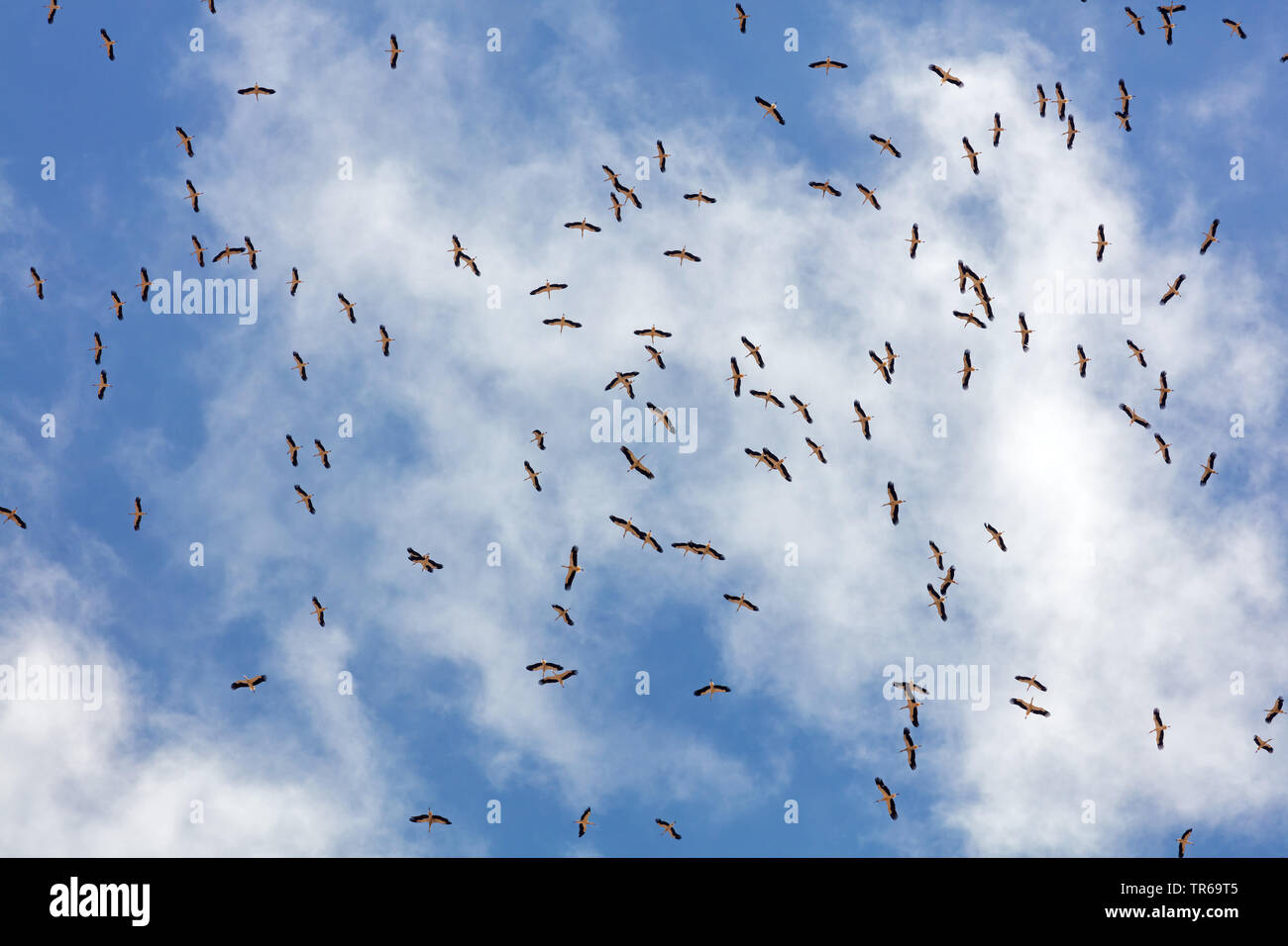 White stork in flight view from below hi-res stock photography and ...