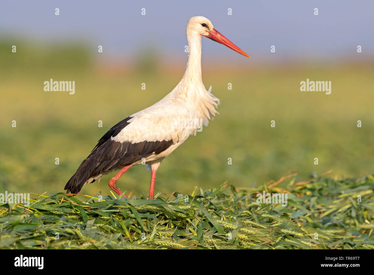 white stork (Ciconia ciconia), standing in a cornfield, side view ...