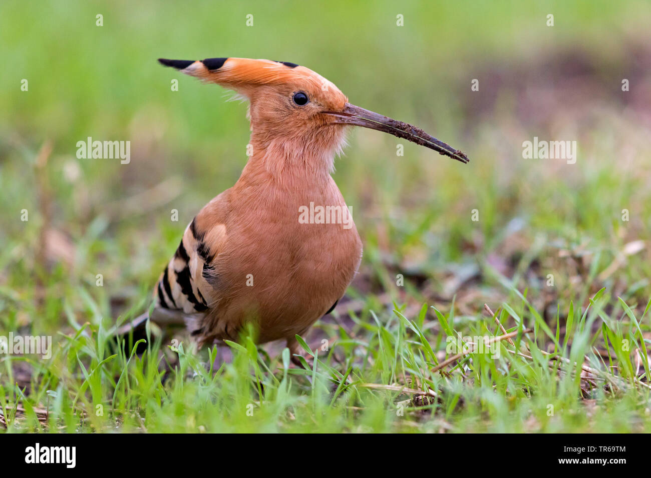 Israel hoopoe upupa epops hi-res stock photography and images - Alamy