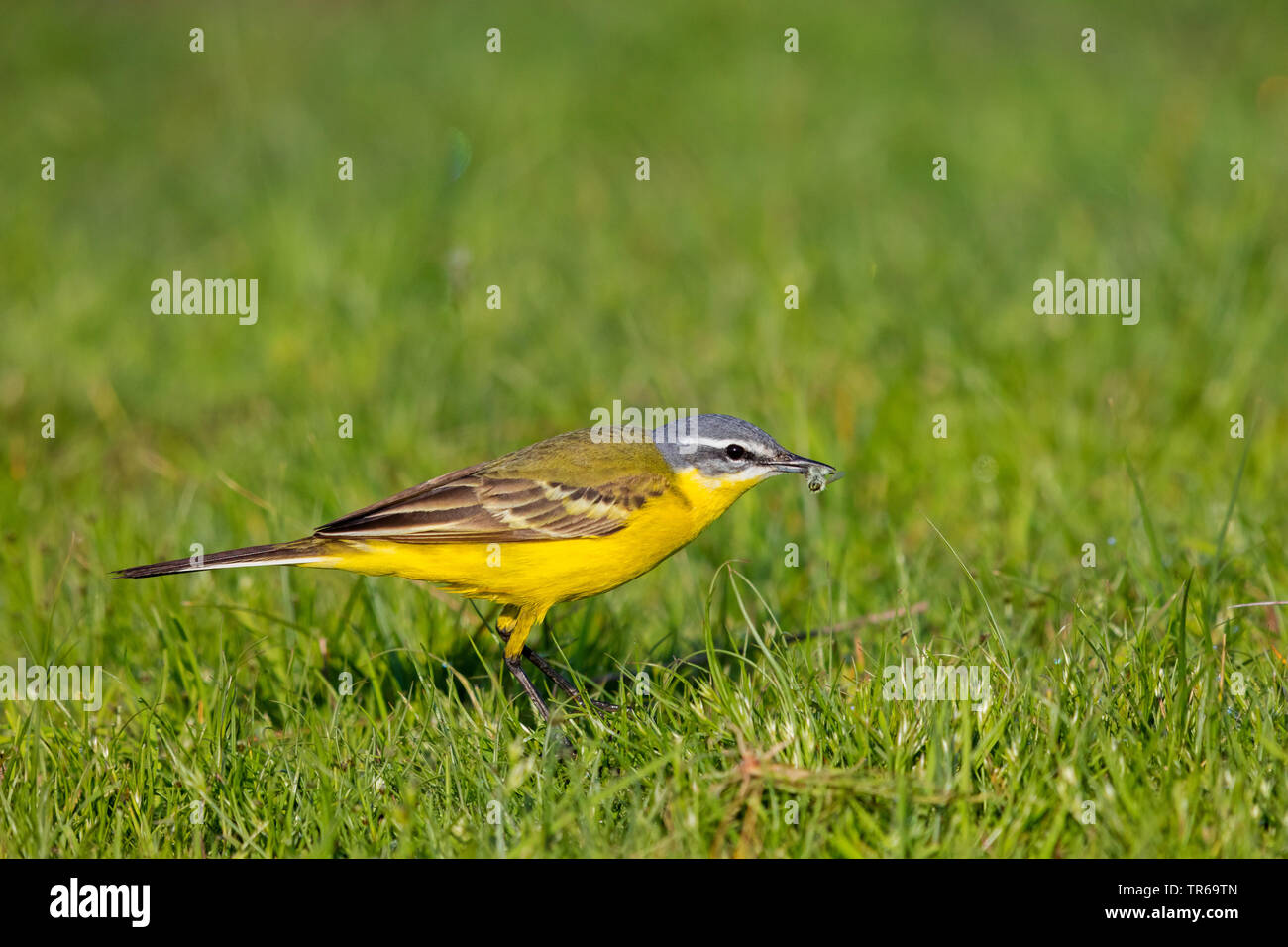 Blue headed wagtail hi-res stock photography and images - Alamy