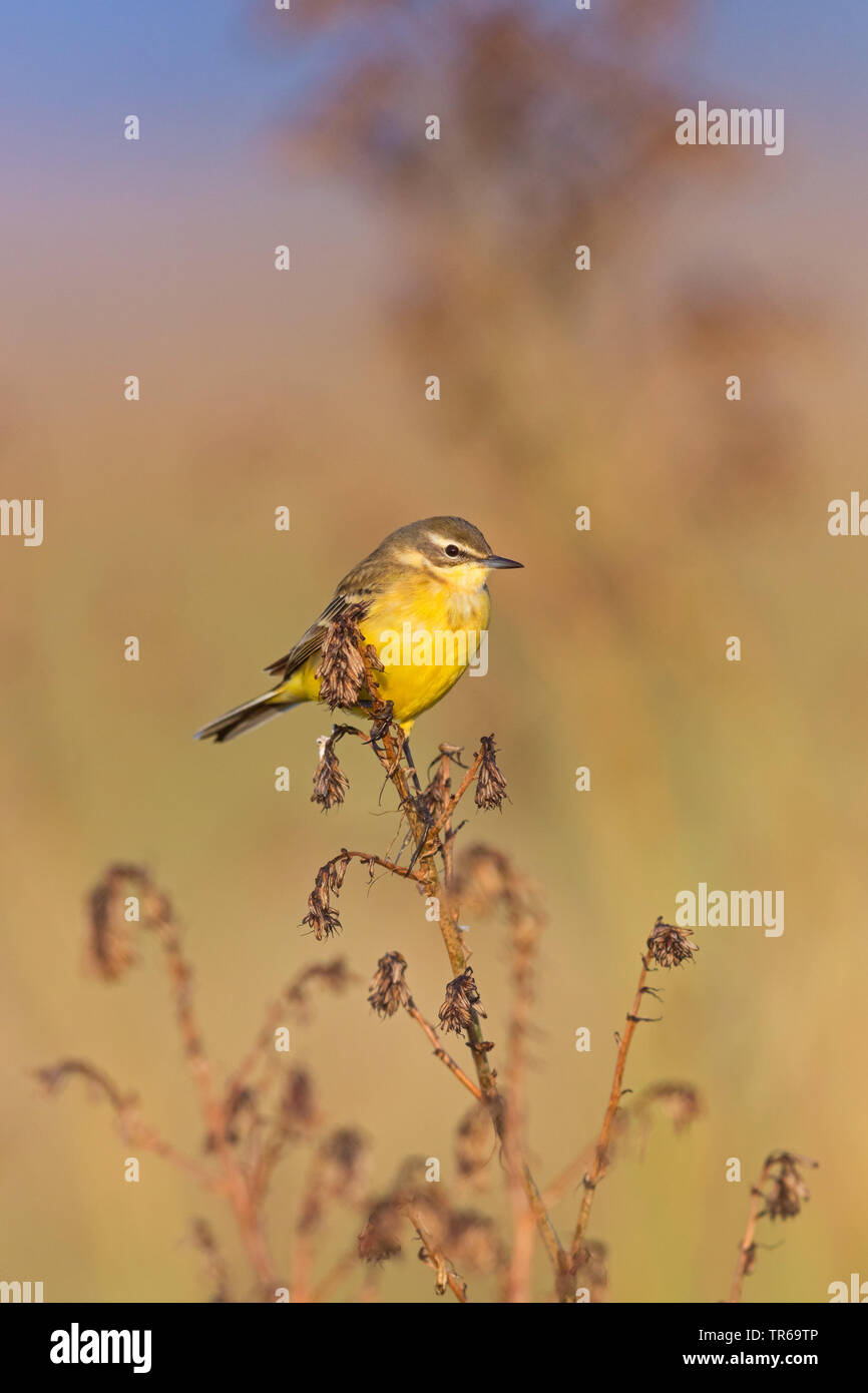 Blue-headed Wagtail, Yellow Wagtail (Motacilla flava flava), sitting on ...