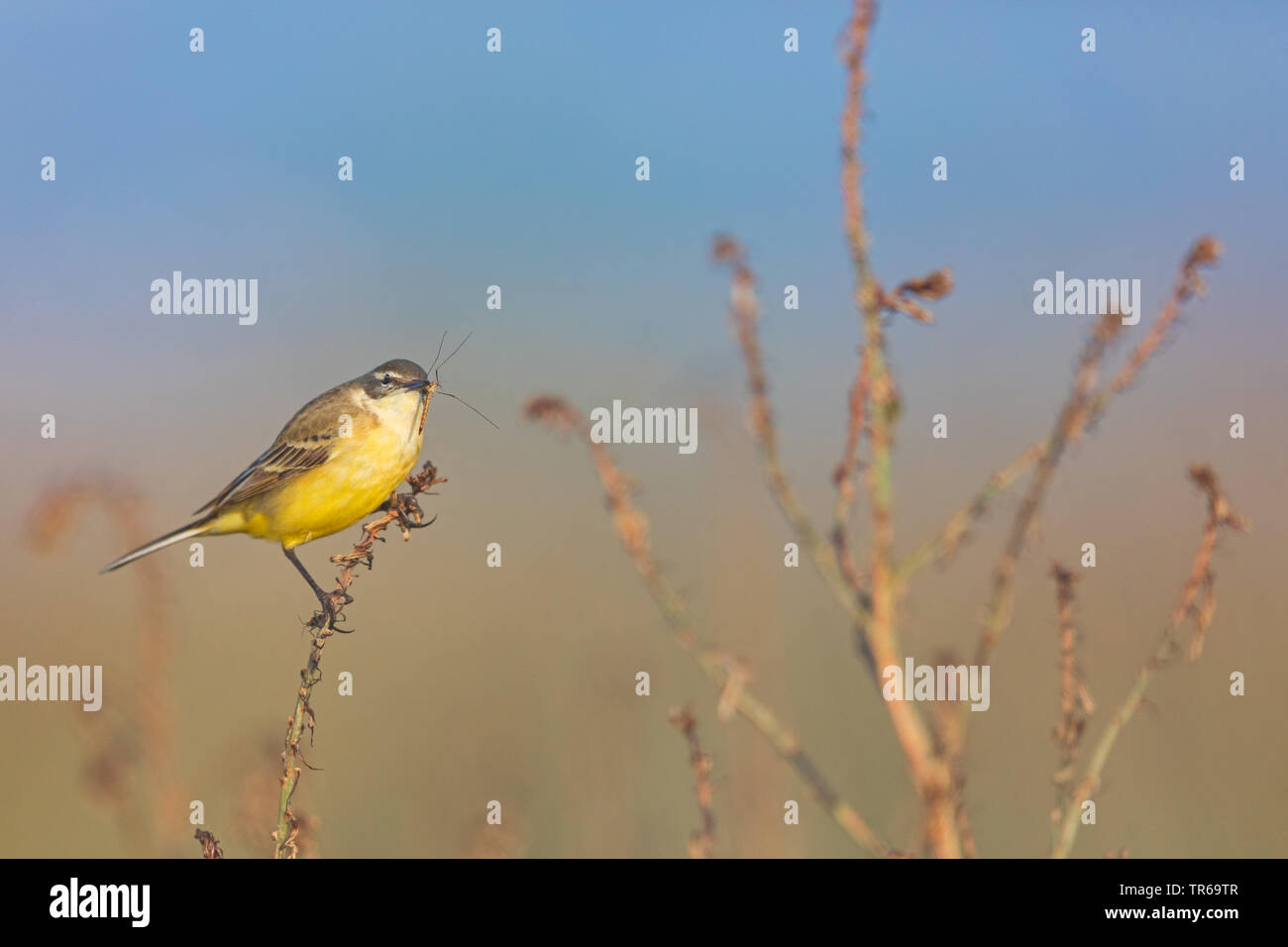 Blue-headed Wagtail, Yellow Wagtail (Motacilla flava flava), sitting on ...