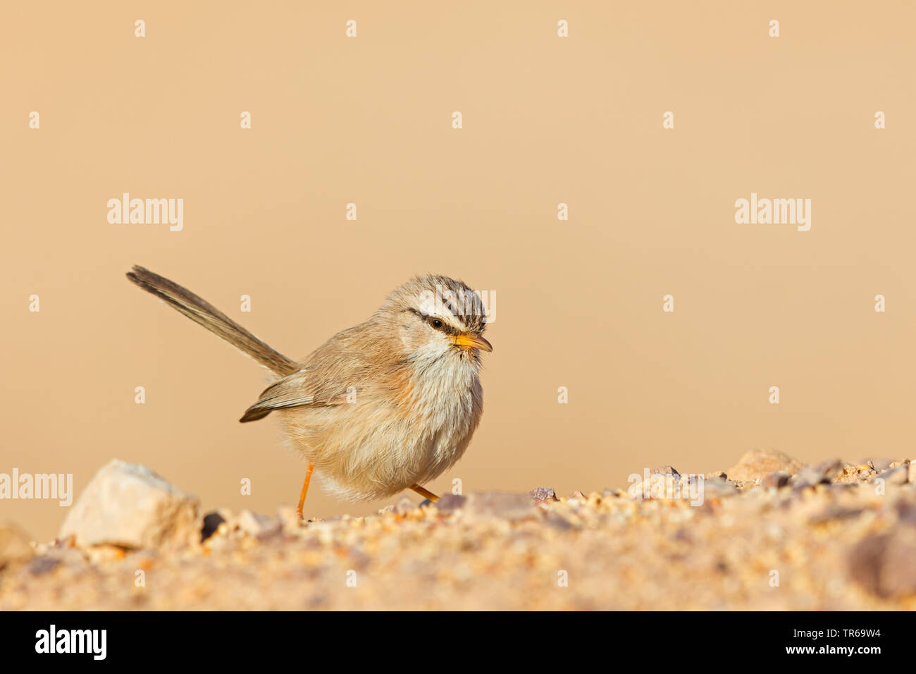 Streaked scrub hi-res stock photography and images - Alamy