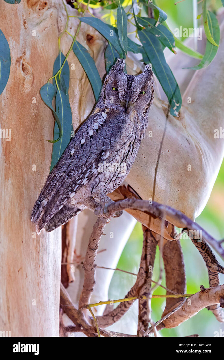 Eurasian scops owl (Otus scops), sitting on Eucalyptus, Greece, Lesbos ...