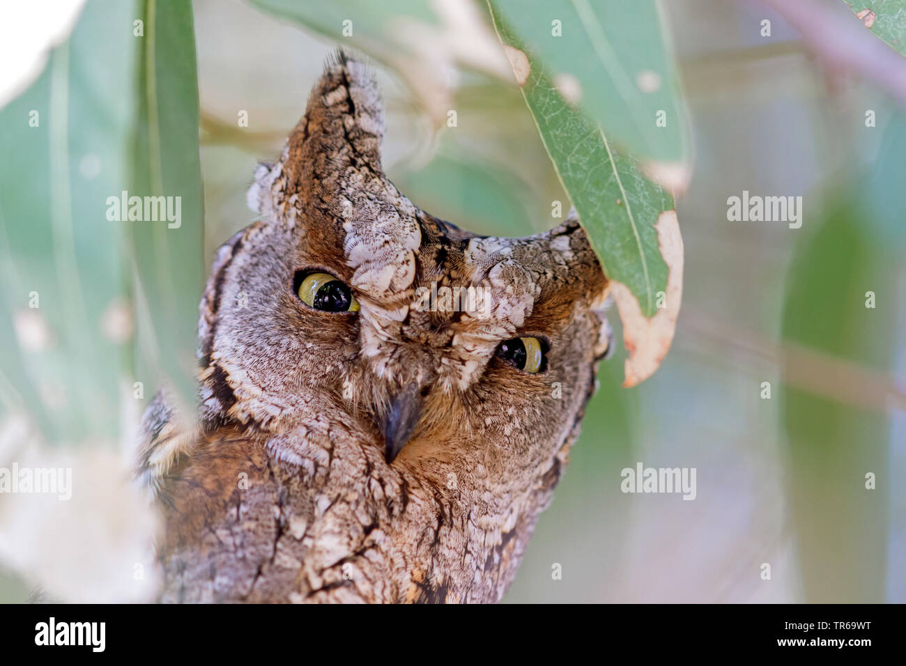 Eurasian scops owl (Otus scops), portrait, Greece, Lesbos Stock Photo ...
