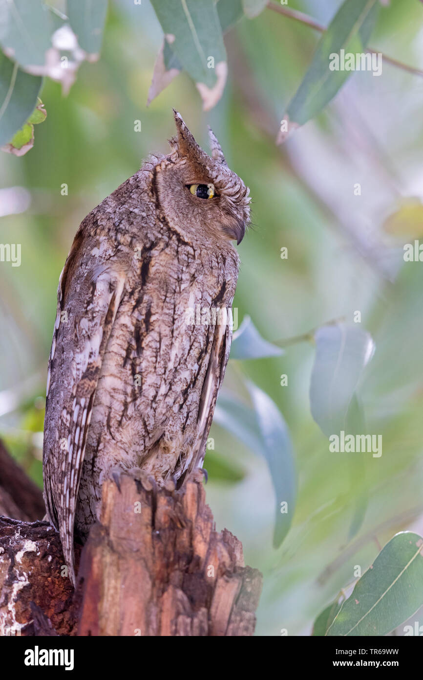 Eucalyptus tree greece hi-res stock photography and images - Alamy