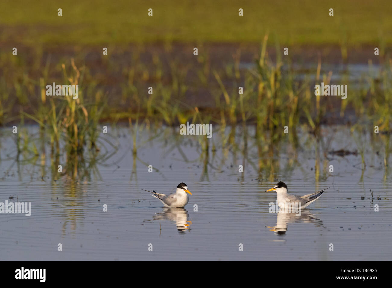 little tern (Sterna albifrons), two little terns standing in a pond ...