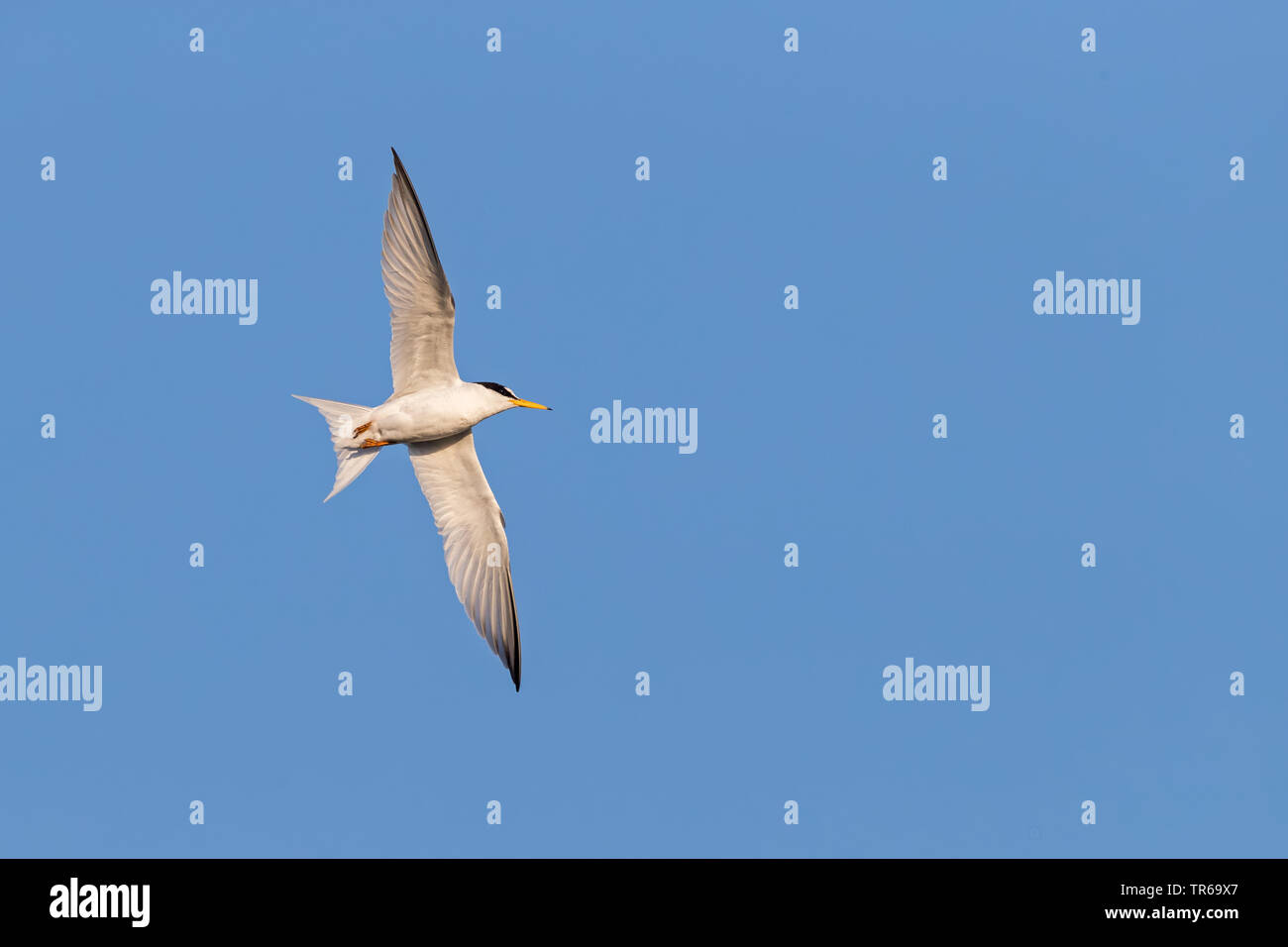 little tern (Sterna albifrons), in flight in the sky, Greece, Lesbos ...