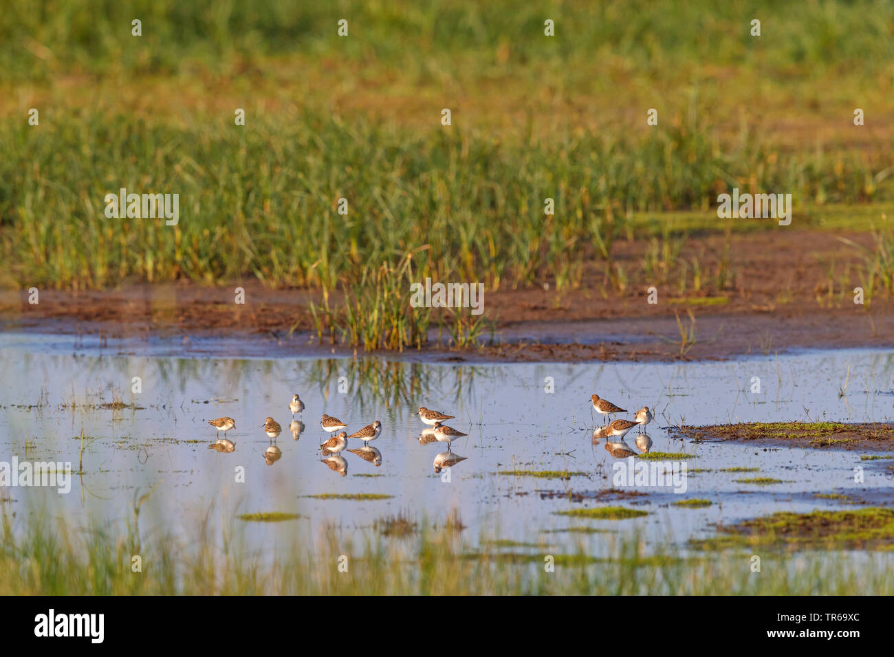 little stint (Calidris minuta), group in water, Greece, Lesbos Stock ...