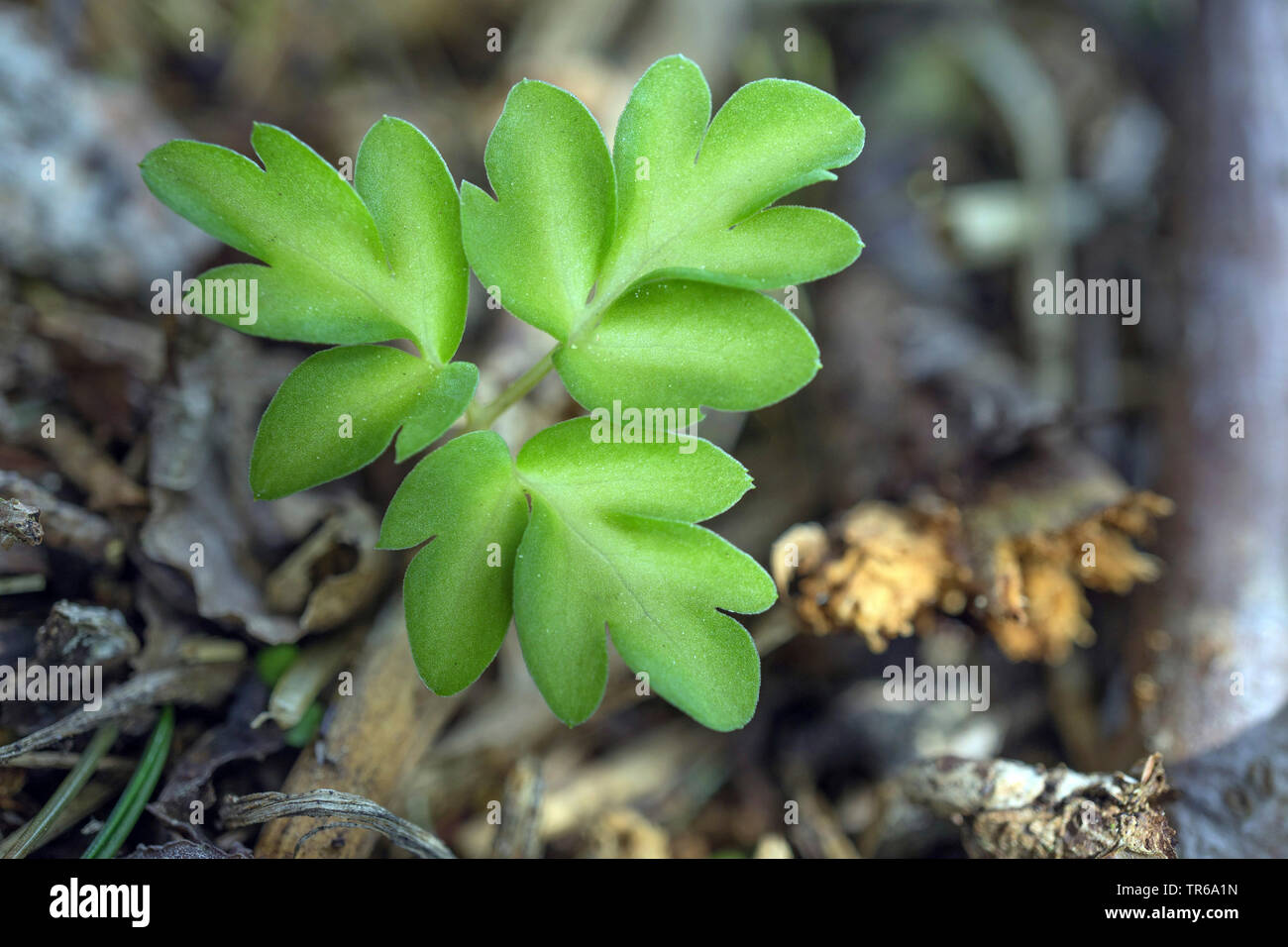 Moschatel, Five-faced bishop, Hollowroot, Muskroot, Townhall clock ...