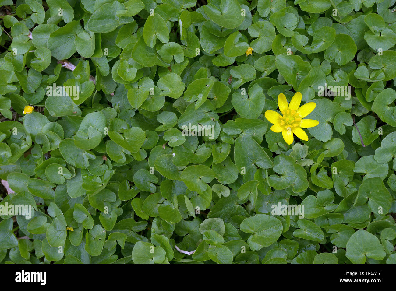 lesser celandine, fig-root butter-cup (Ranunculus ficaria, Ficaria ...
