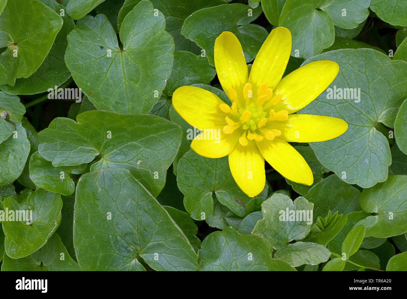 lesser celandine, fig-root butter-cup (Ranunculus ficaria, Ficaria ...