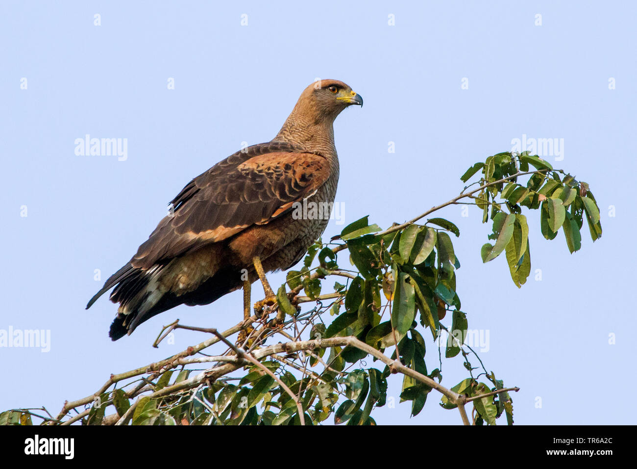 savannah hawk (Buteogallus meridionalis), sitting on a branch, Brazil ...